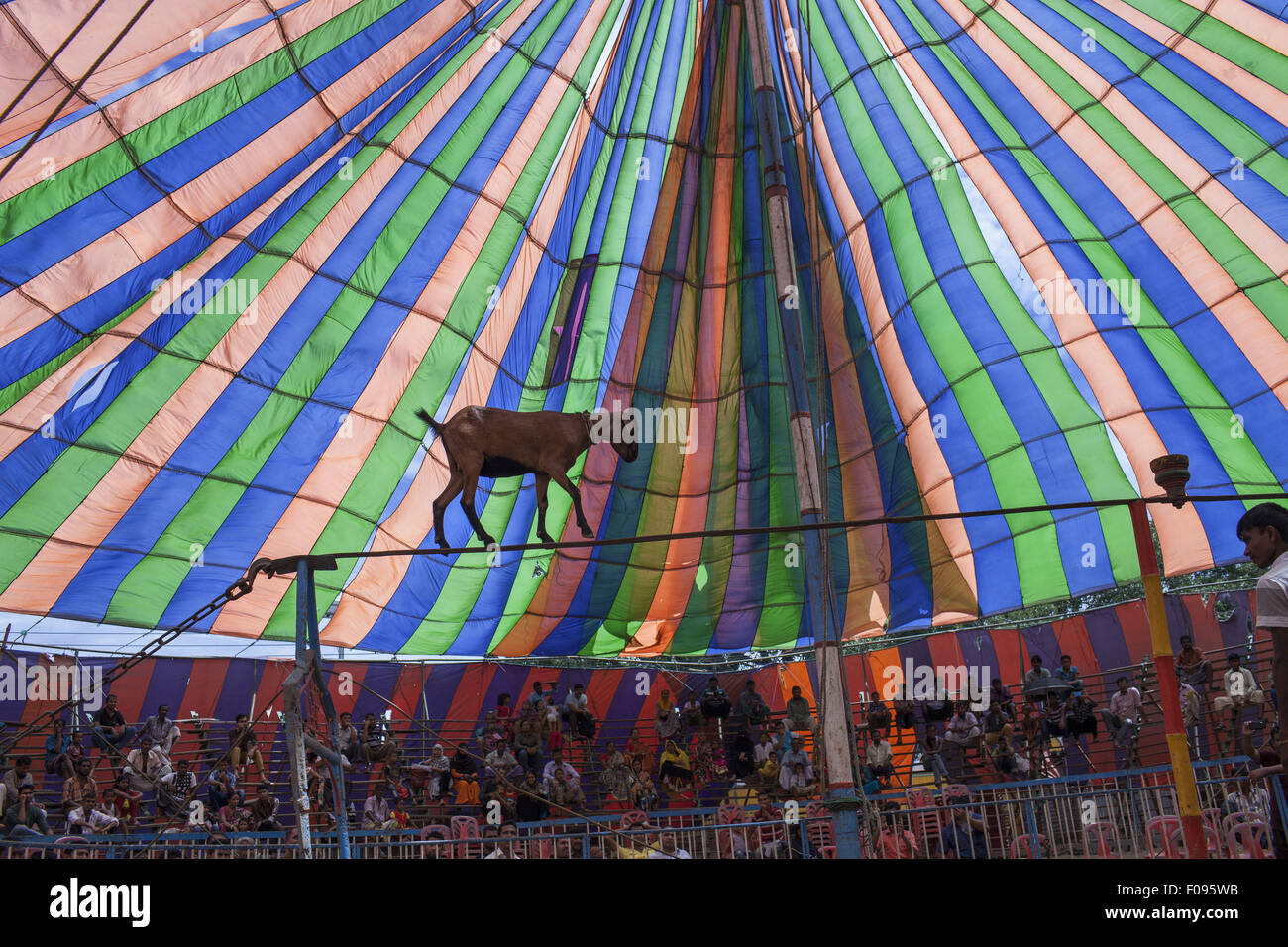 July 29, 2015 - Dhaka, Bangladesh - A goat performing on a 'high wire ...