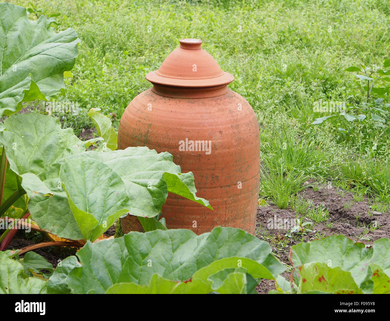 Terracotta rhubarb forcer in a rhubarb patch. This allows the rhubarb ...