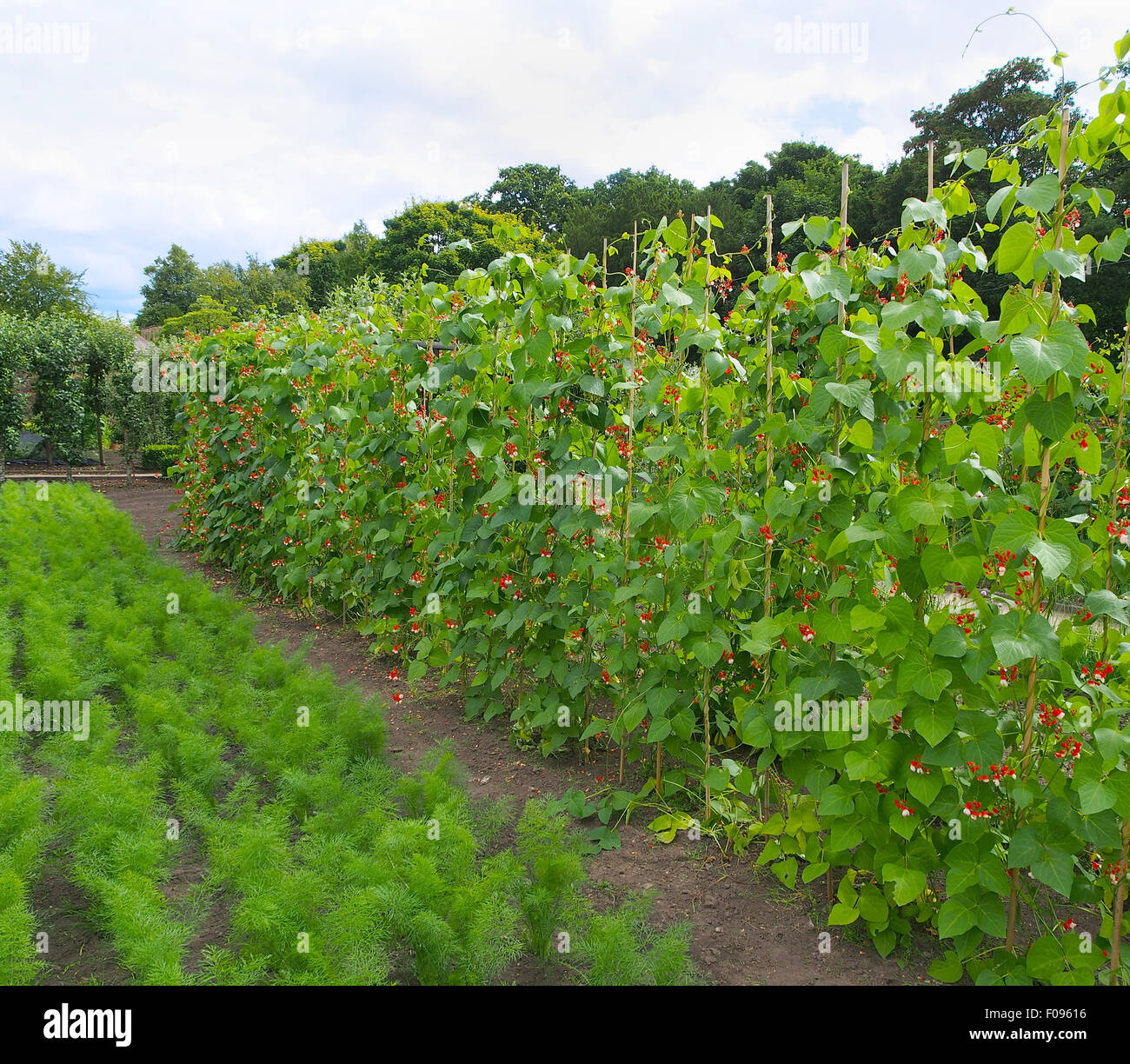 Tenderstar runner bean hi-res stock photography and images - Alamy