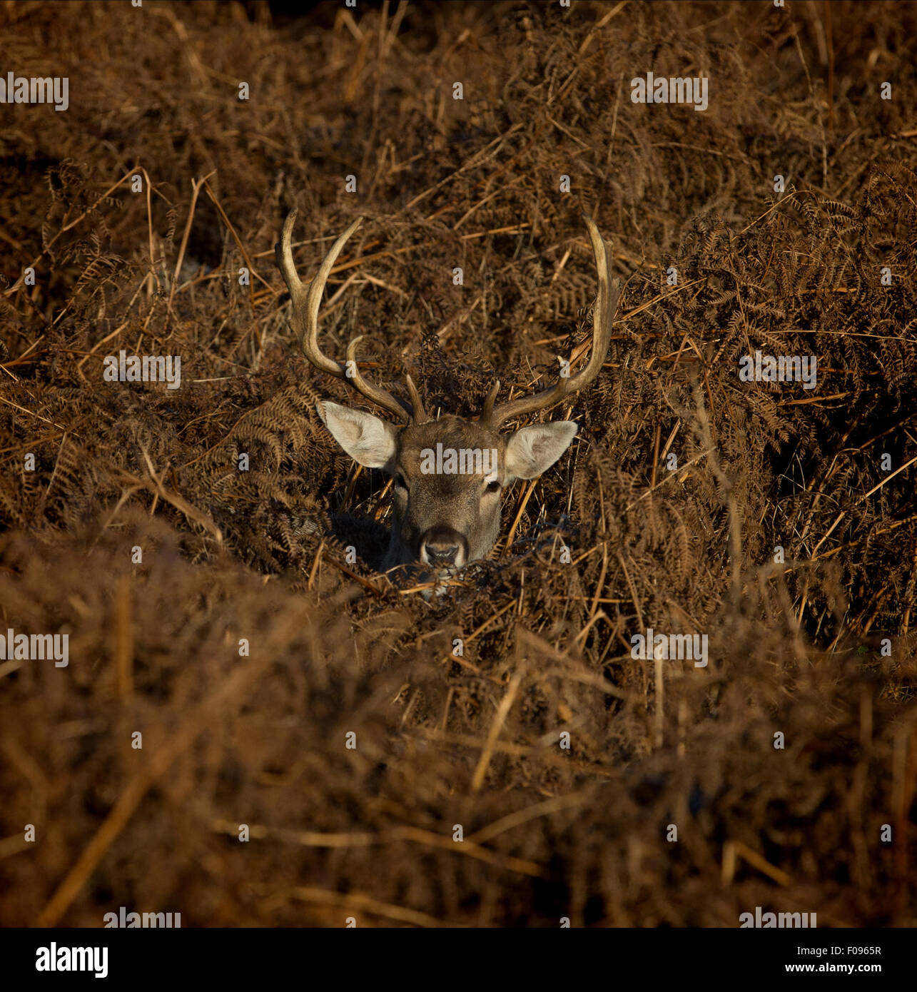 Fallow Buck in the Bracken This Fallow Deer Buck lays in the Bracken ...