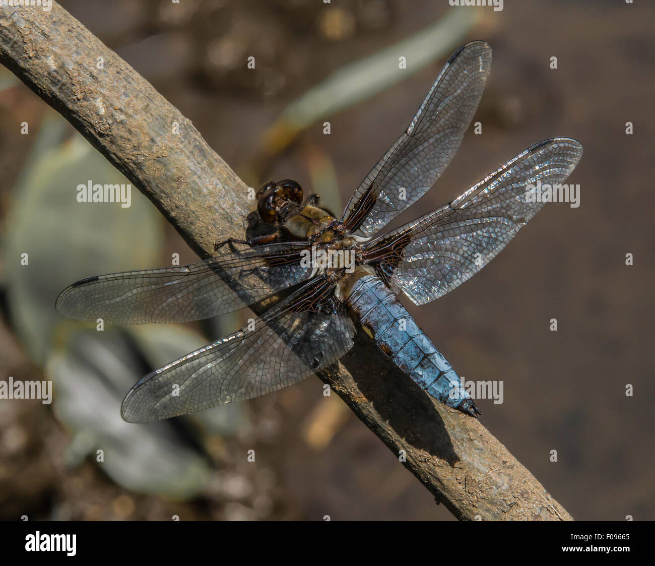 Hunter insects hi-res stock photography and images - Alamy
