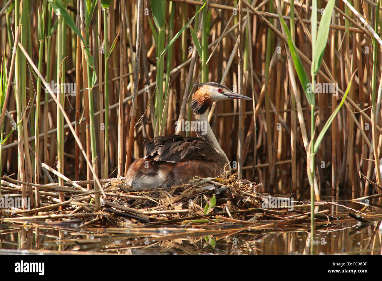Brooding birds hi-res stock photography and images - Alamy