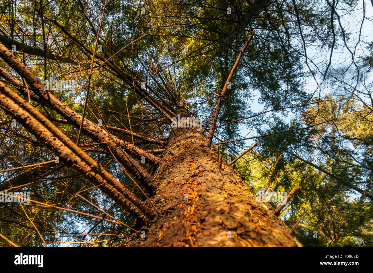 Tall tree canopy hi-res stock photography and images - Alamy
