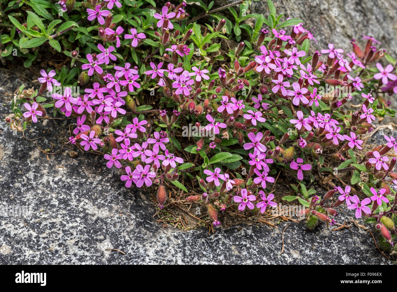 Soapwort pink / rock soapwort / tumbling Ted (Saponaria ocymoides) in ...