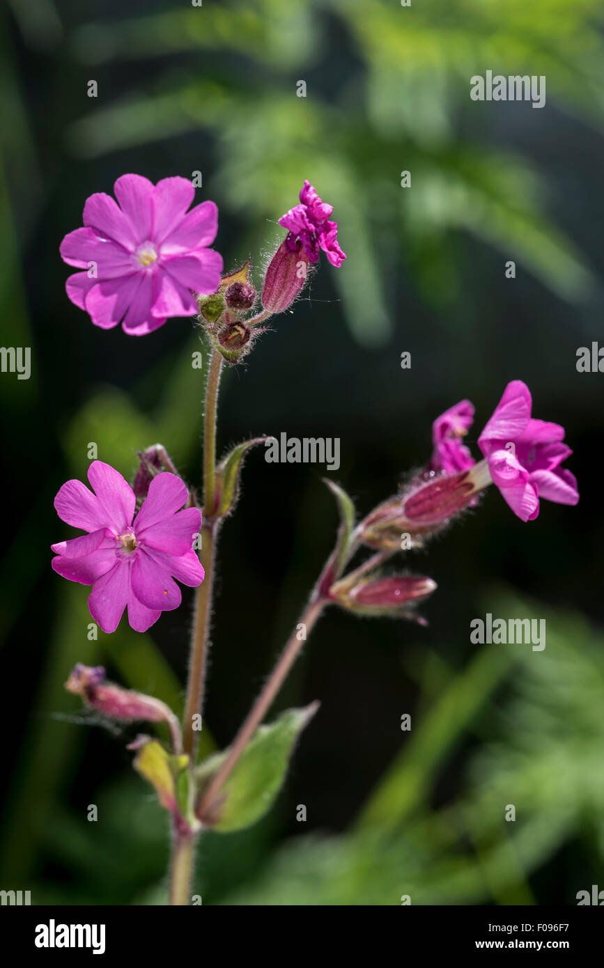 Flowering red campion silene dioica hi-res stock photography and images ...