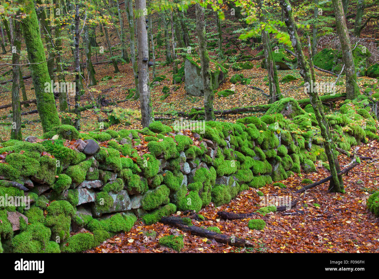 Moss covered stone hi-res stock photography and images - Alamy