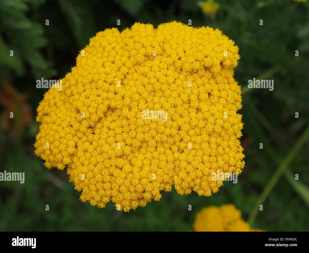 Close up of achilleas flowers hi-res stock photography and images - Alamy