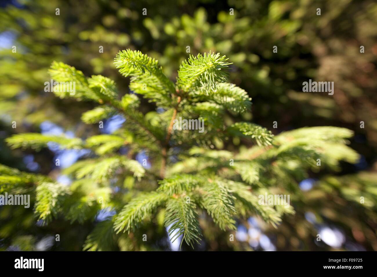Close-up of fir branches Stock Photo - Alamy