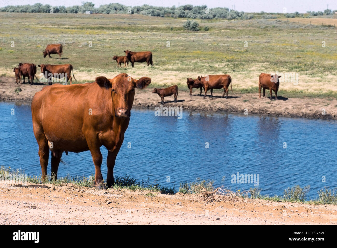 Separated from the herd hi-res stock photography and images - Alamy