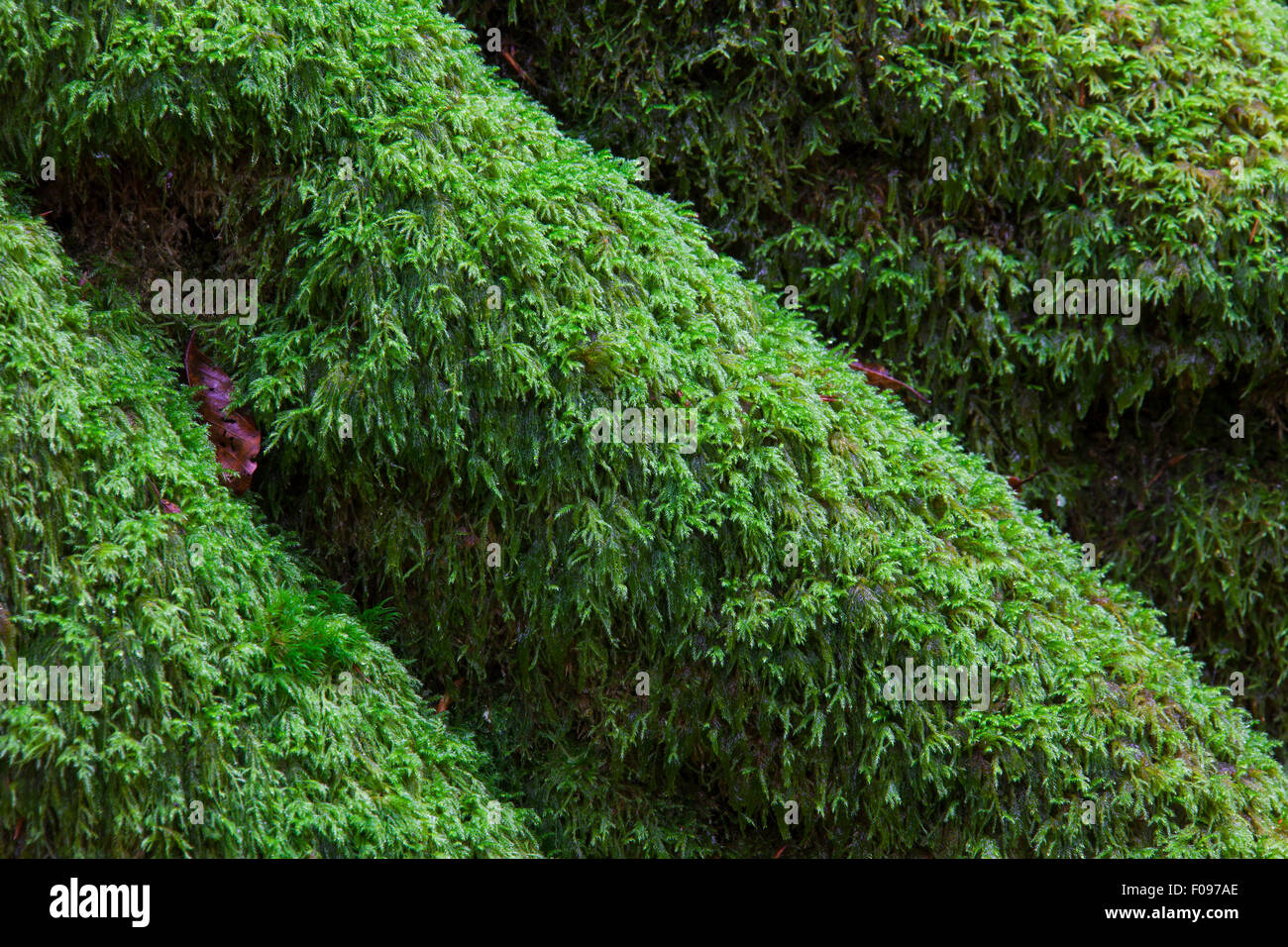 Close up of tree roots covered in green moss Stock Photo - Alamy