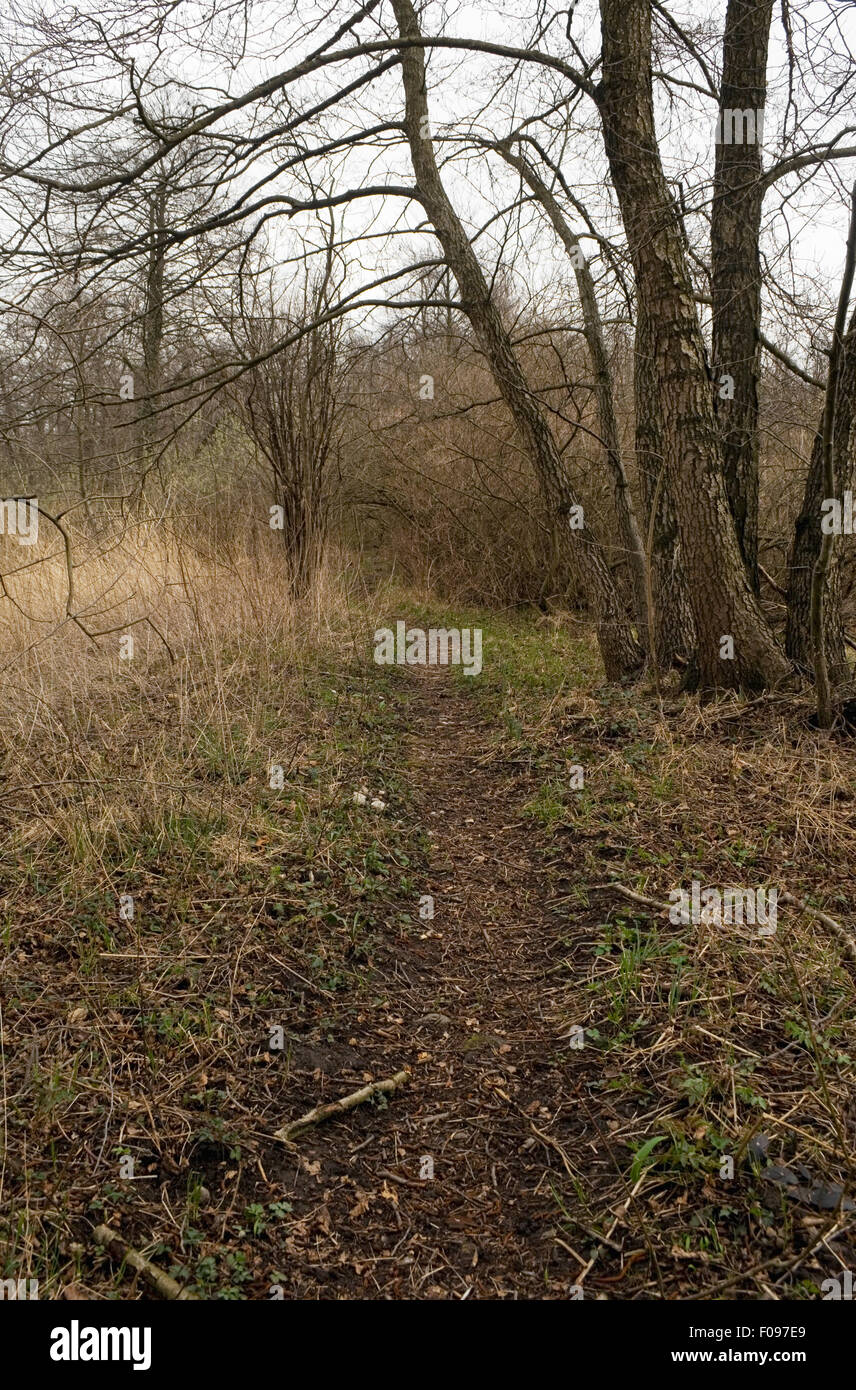 Tress path hi-res stock photography and images - Alamy