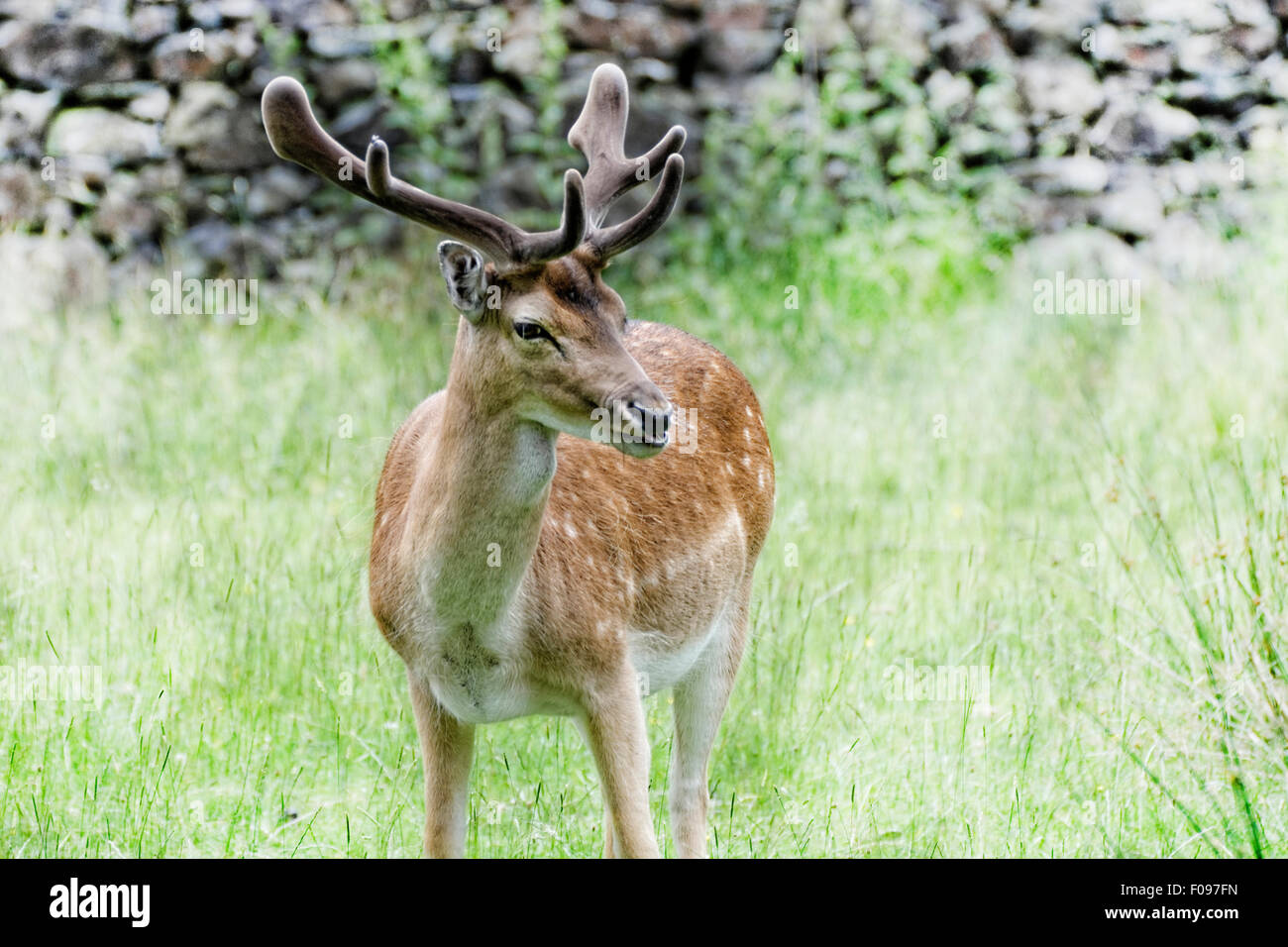 Deer grazing in Bradgate Park, Leicestershire, England Stock Photo - Alamy