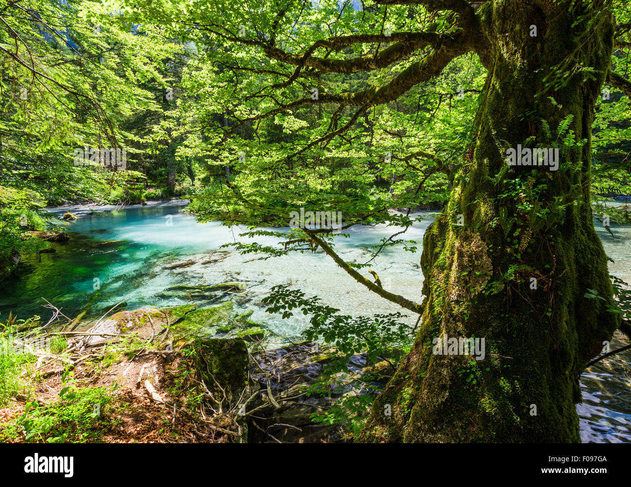 Tree and alpine torrent. The river Sarca in the Nambrone valley ...
