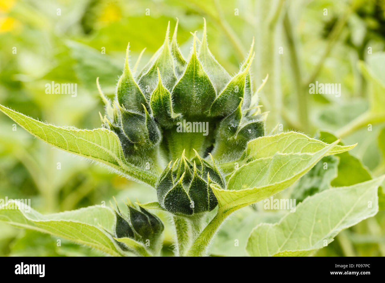 Sunflower growing stages hi-res stock photography and images - Alamy