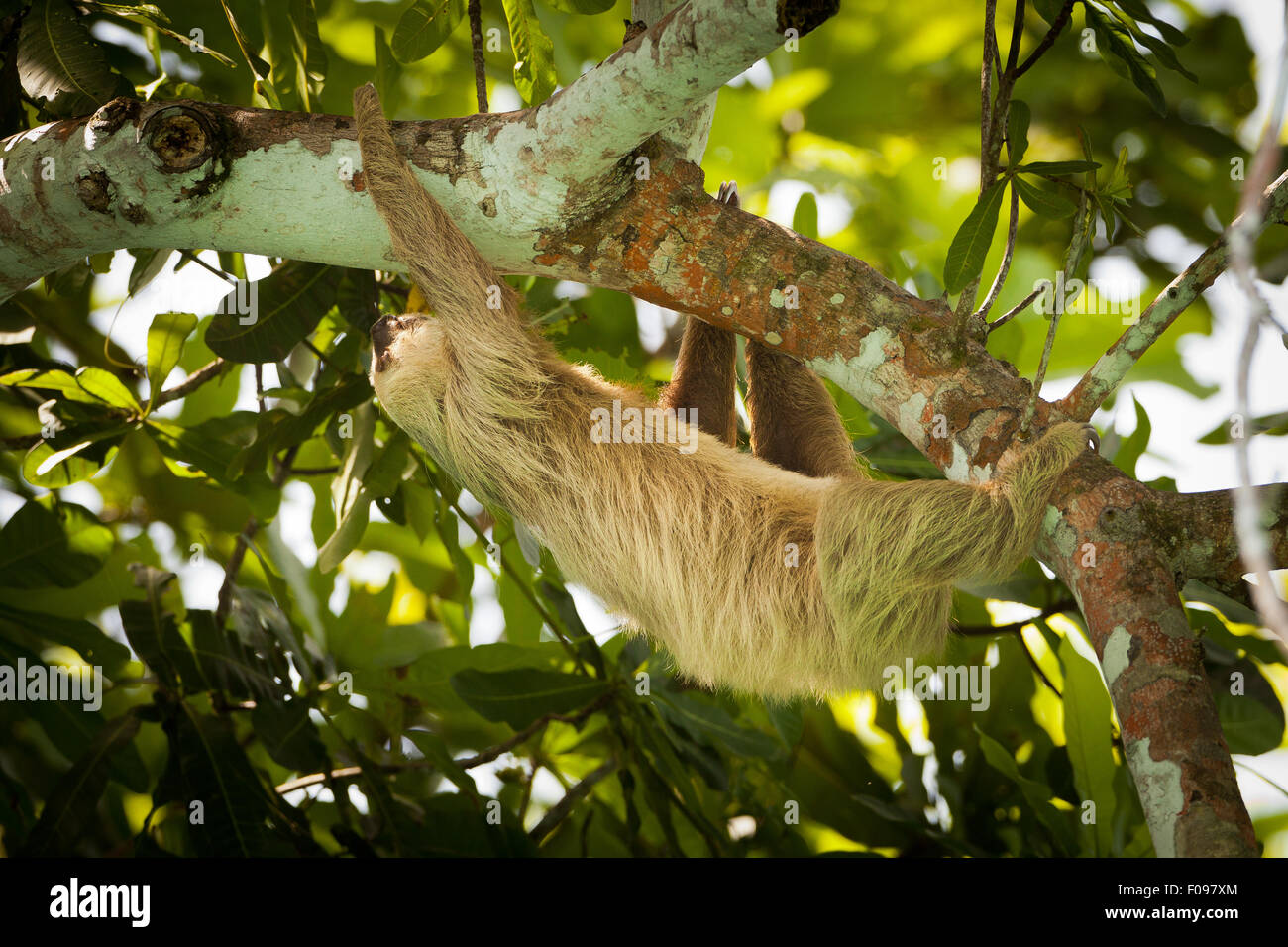 Rainforest Tropical Sloth High Resolution Stock Photography and Images ...