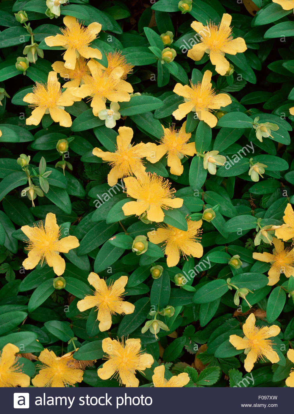 Hypericum Calycinum Stock Photos & Hypericum Calycinum Stock Images - Alamy