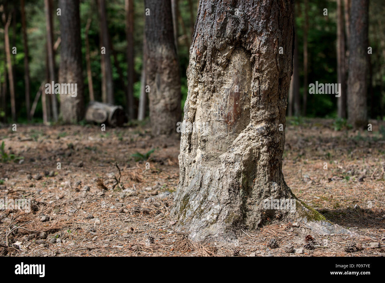 Tree bark, partly scraped off and coated with dried mud after wallowing ...