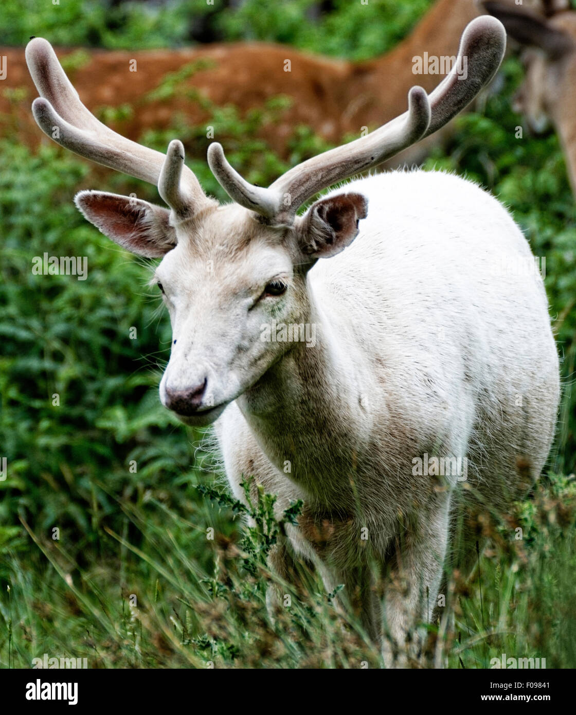 Deer grazing in Bradgate Park, Leicestershire, England Stock Photo - Alamy