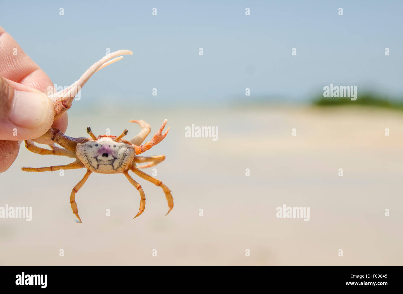 Florida fiddler Crab on 3 Rooker Island Stock Photo - Alamy