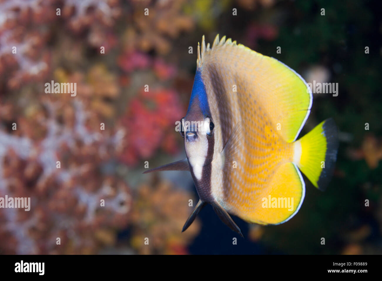 Kleins Butterflyfish High Resolution Stock Photography and Images - Alamy