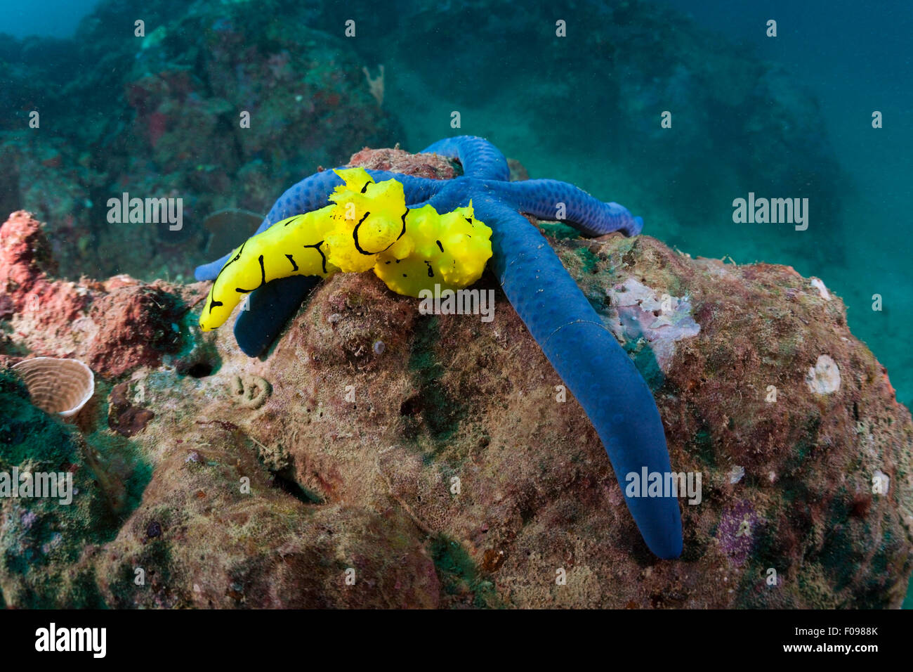 Yellow Nudibranch on Blue Starfish, Notodoris minor, Florida Islands ...