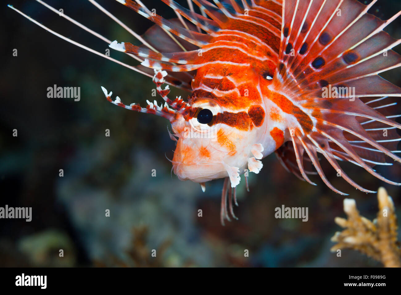 Lionfish pterois antennata hi-res stock photography and images - Alamy
