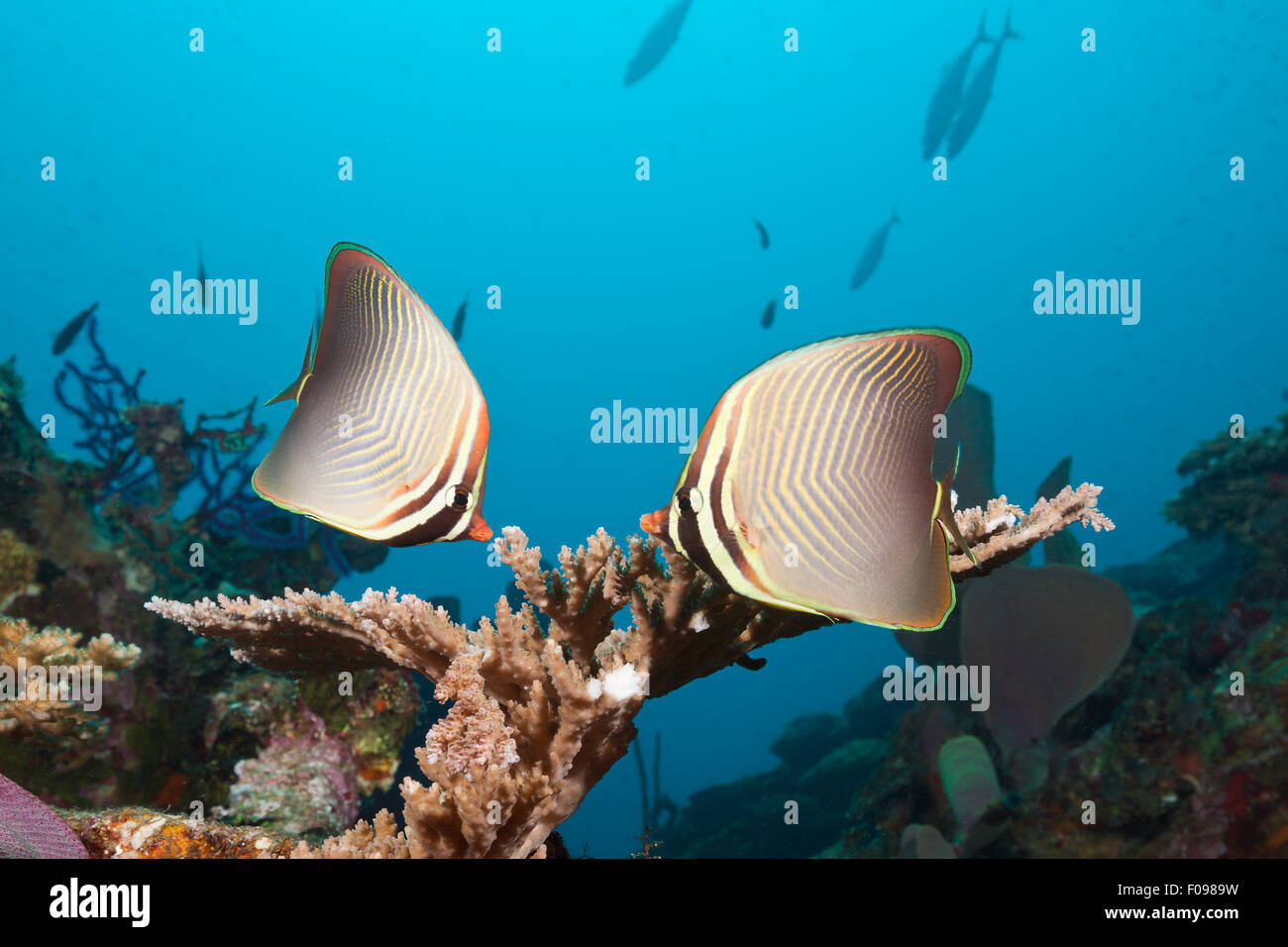Eastern triangle butterflyfish hi-res stock photography and images - Alamy