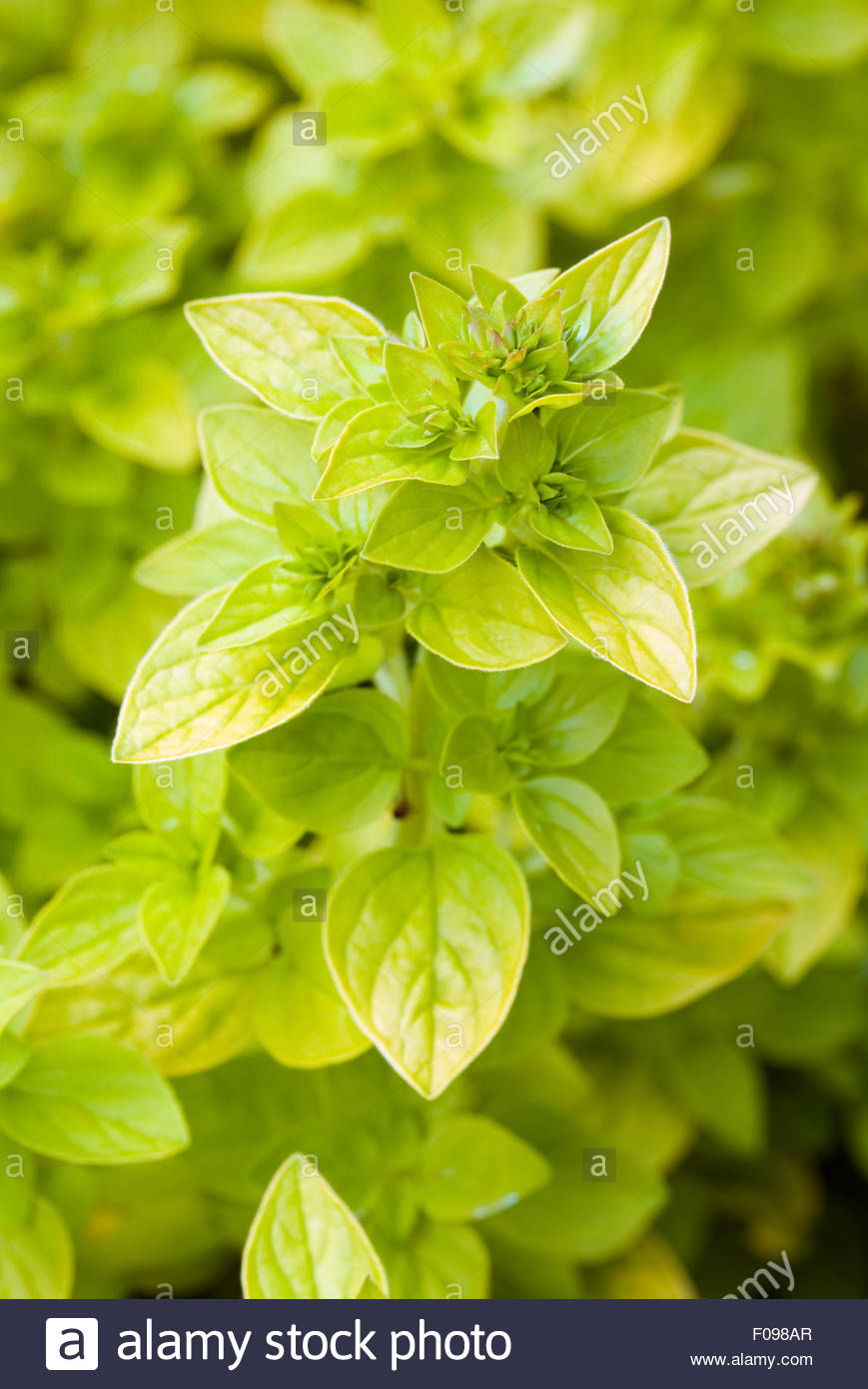 Origanum Vulgare Aureum High Resolution Stock Photography and Images ...