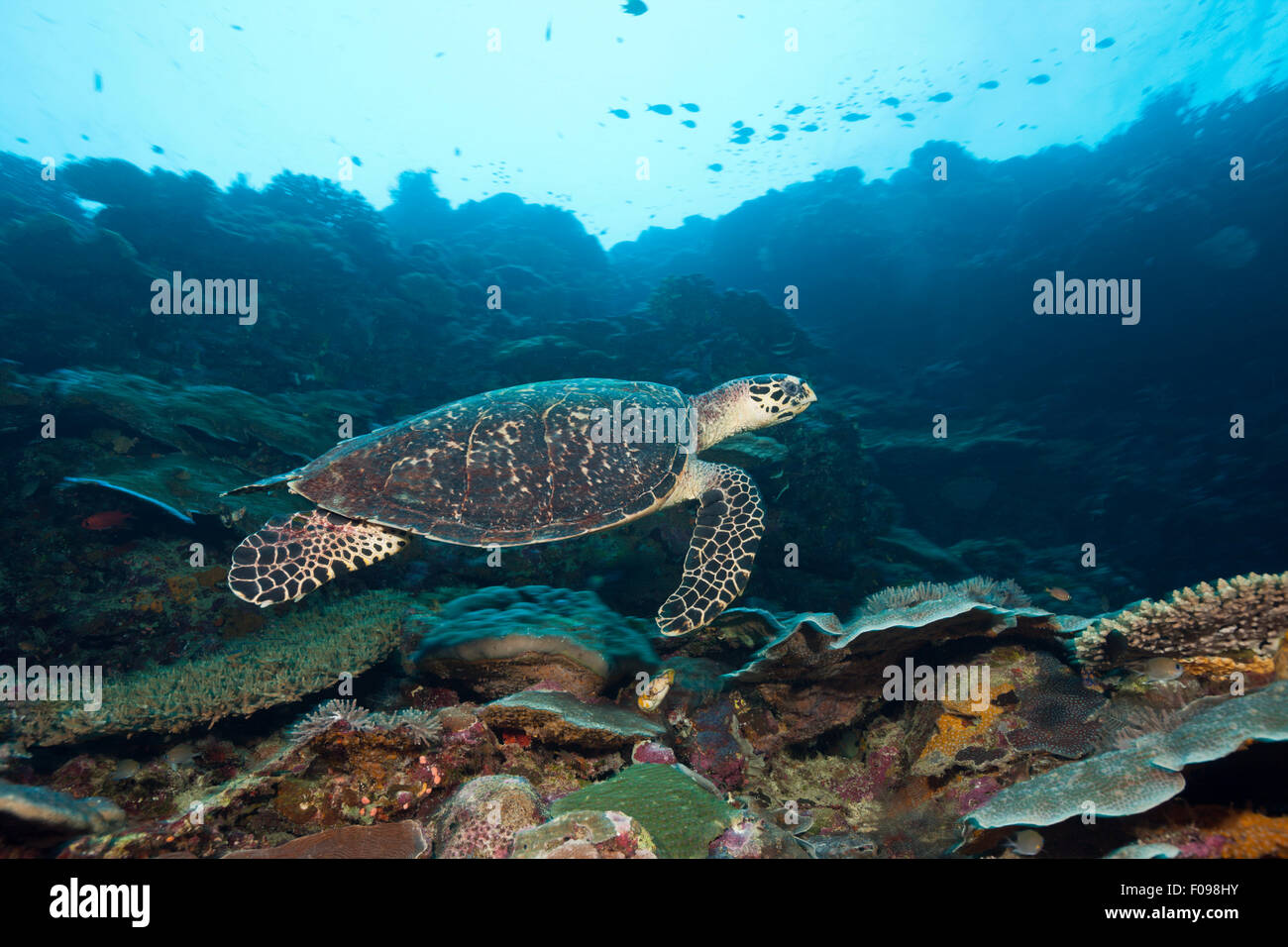Georgia islands sea turtle hi-res stock photography and images - Alamy