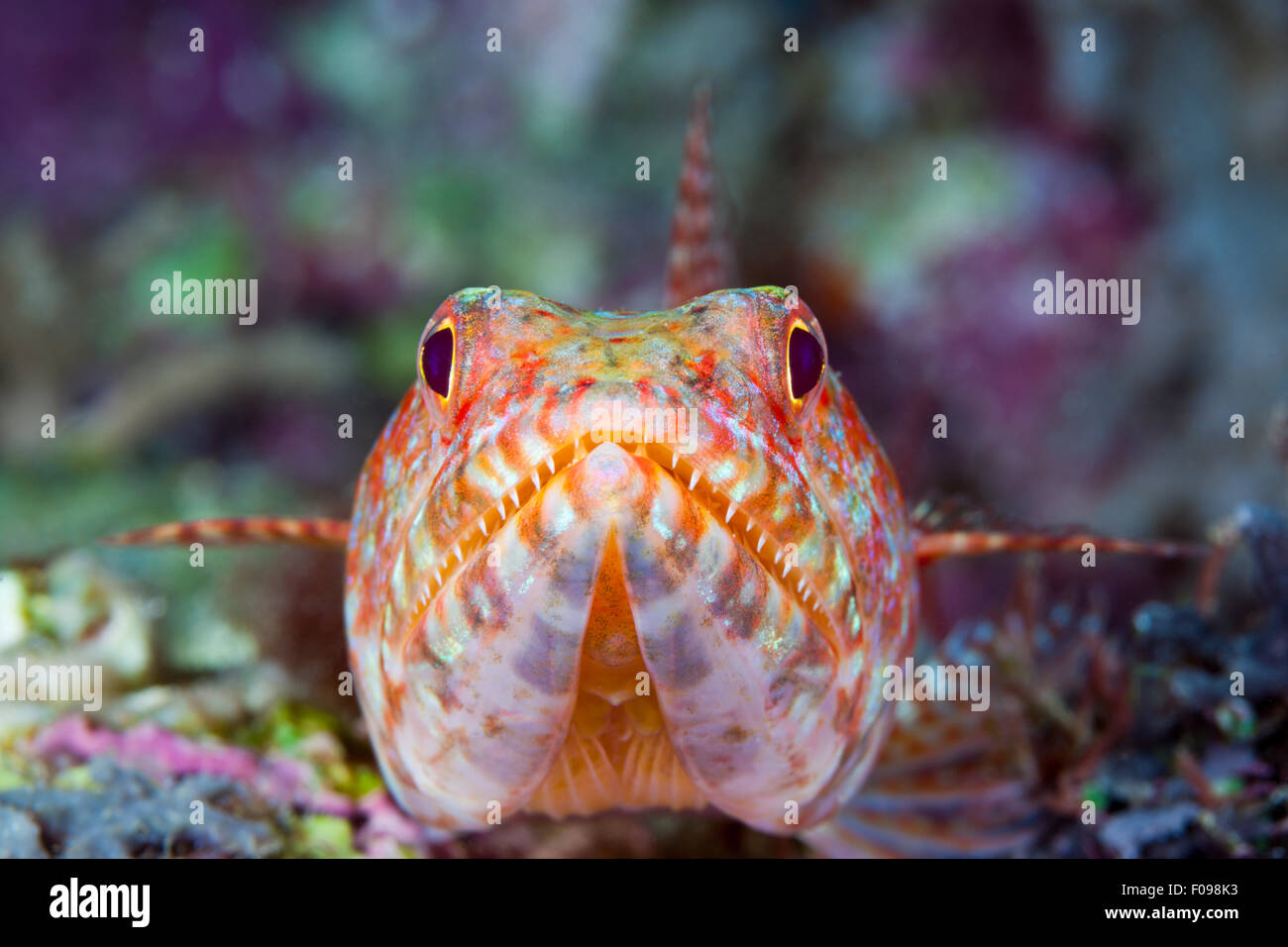 Reef Lizardfish, Synodus variegatus, Marovo Lagoon, Solomon Islands ...
