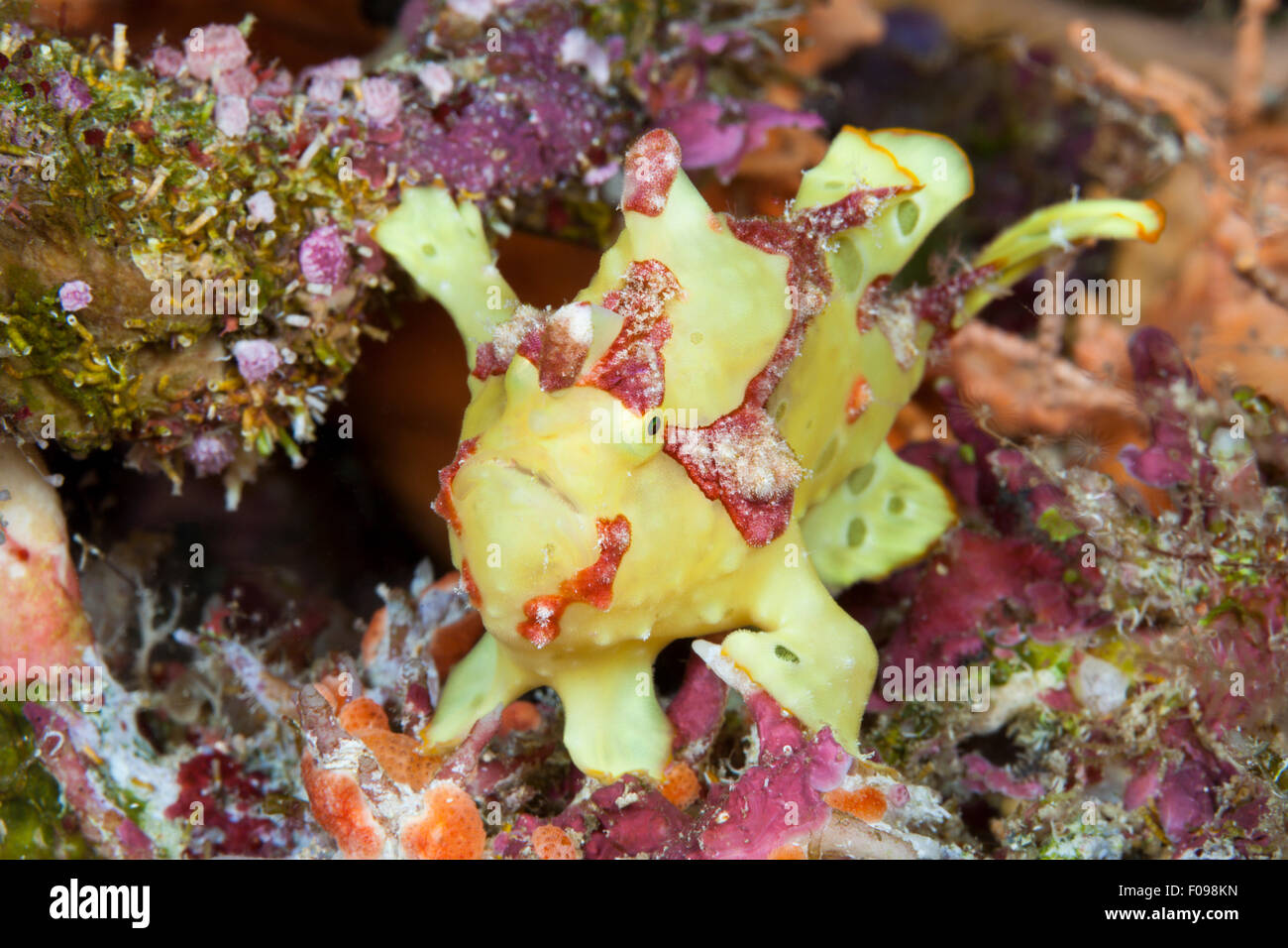 Spotted Frogfish, Antennarius pictus, Marovo Lagoon, Solomon Islands ...