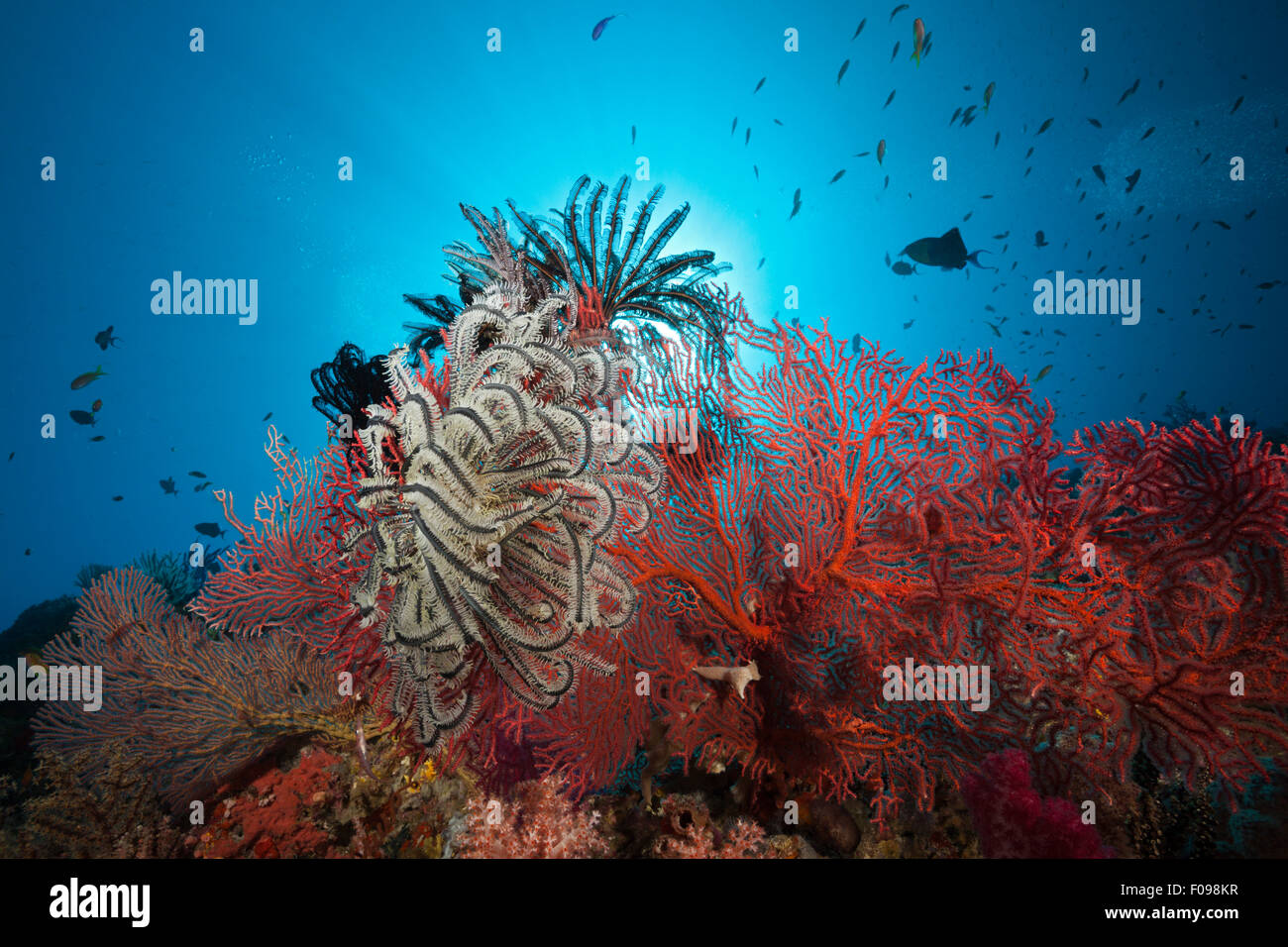 Sea Fan in Coral Reef, Melithaea sp., Marovo Lagoon, Solomon Islands ...