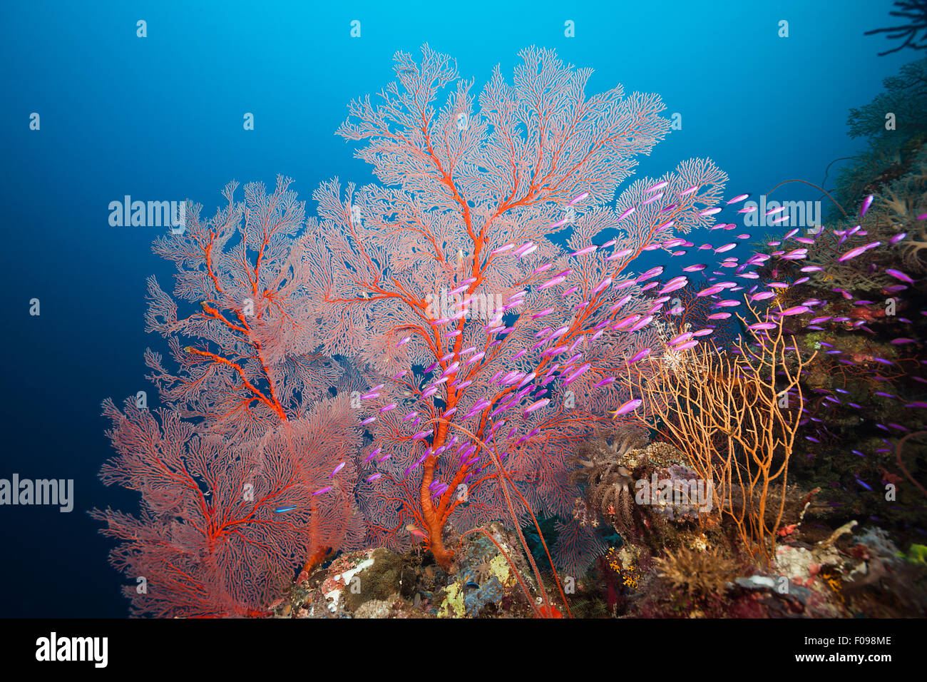 Yellowback Anthias in Coral Reef, Pseudanthias of tuka, Marovo Lagoon ...