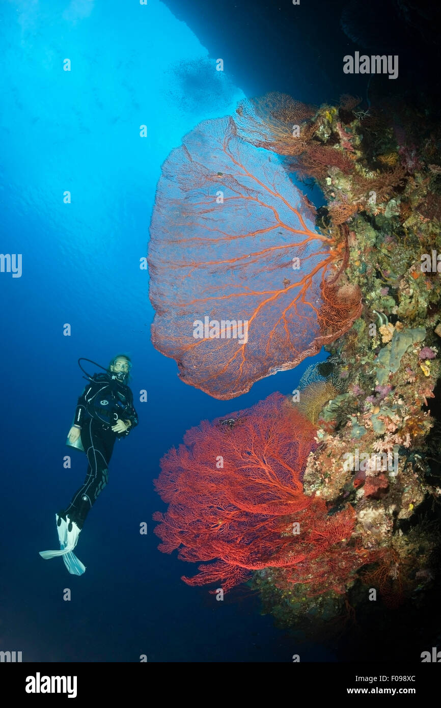 Scuba Diver over Coral Reef, Russell Islands, Solomon Islands Stock ...