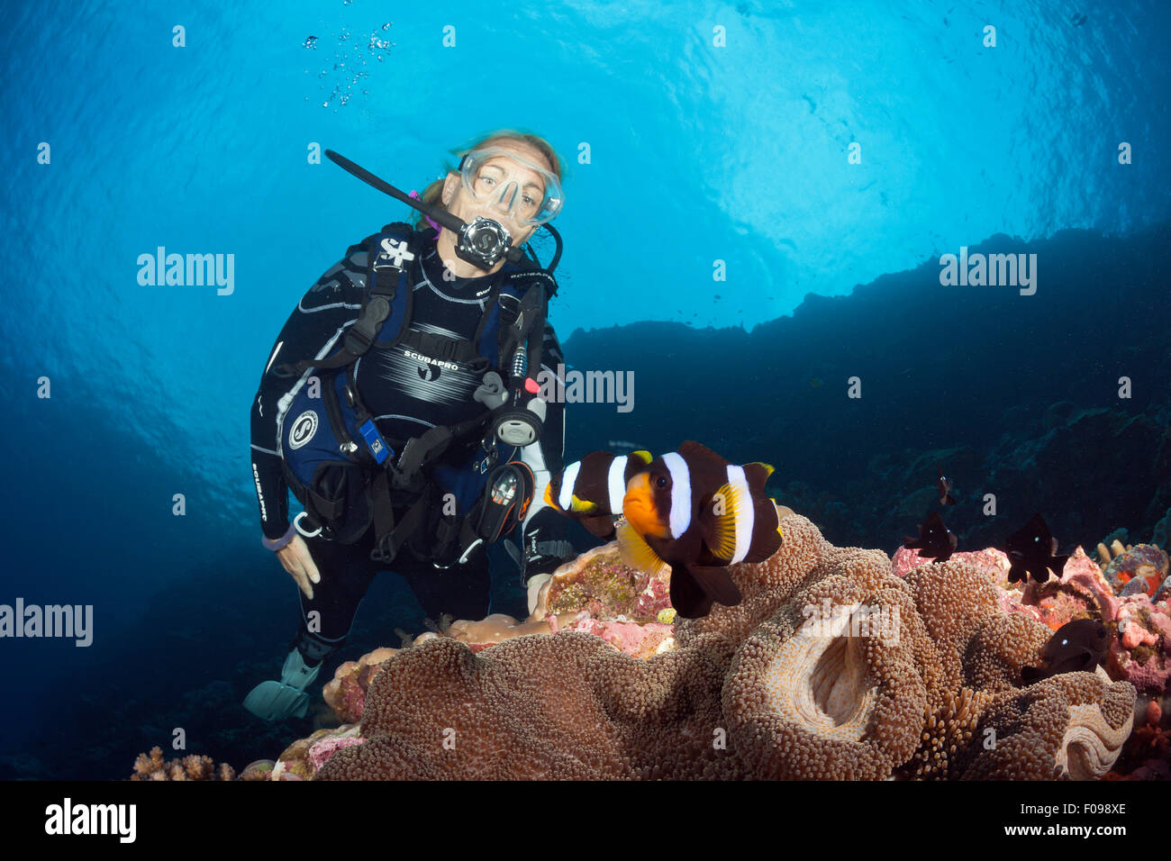 Scuba diver underwater watching hi-res stock photography and images - Alamy