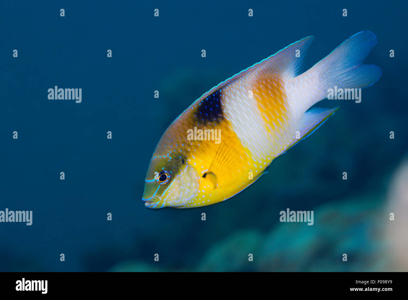 Honey head damsel hi-res stock photography and images - Alamy