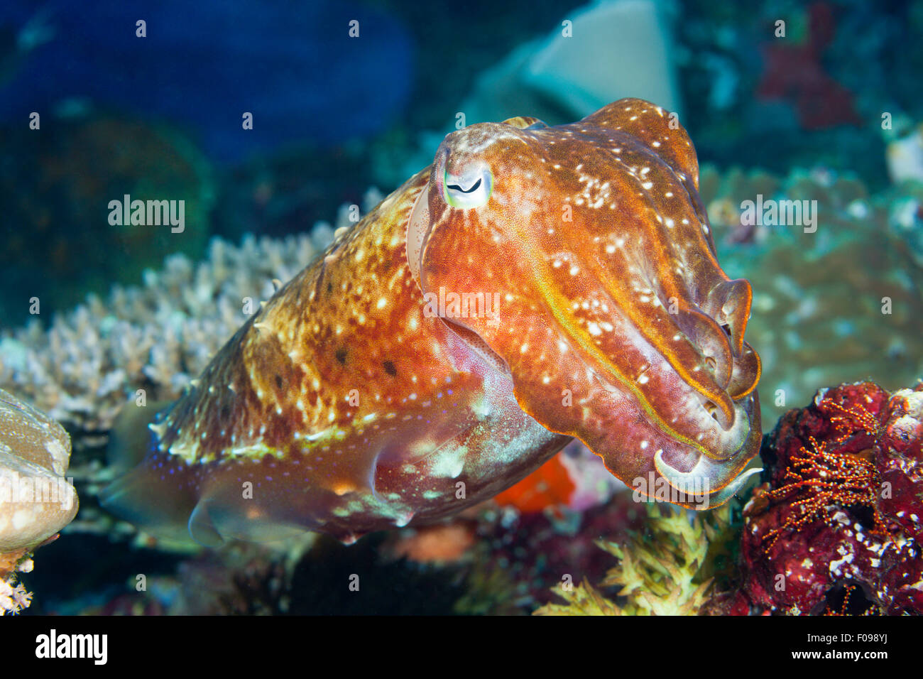 Broadclub Cuttlefish, Sepia latimanus, Florida Islands, Solomon Islands ...