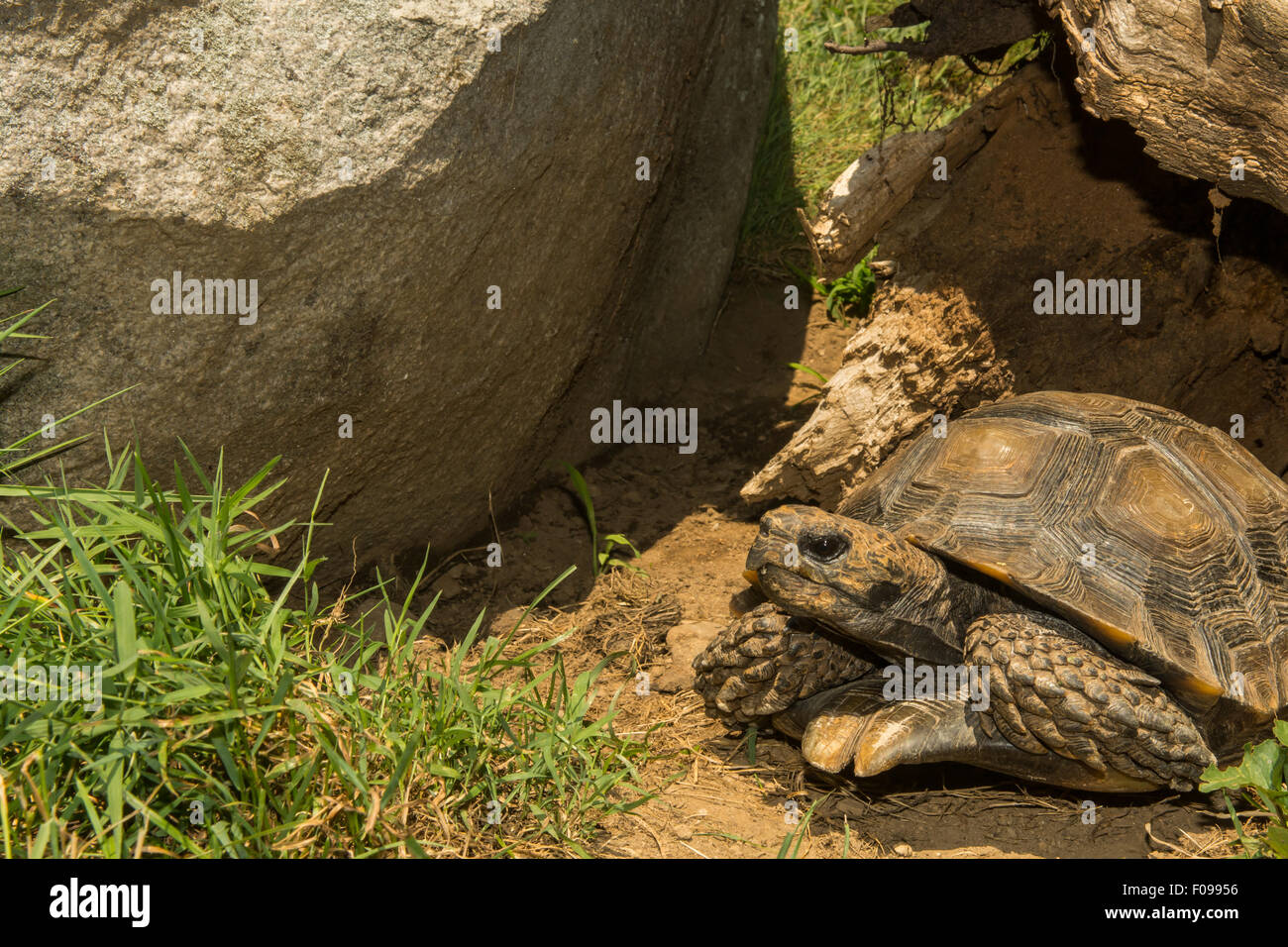 Asian Forest Tortoise Stock Photo - Alamy