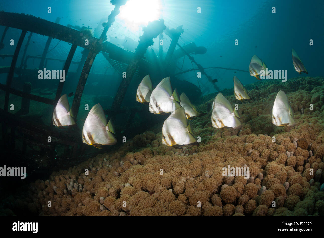 Shoal of Longfin Batfish on small Wreck, Platax teira, Florida Islands ...
