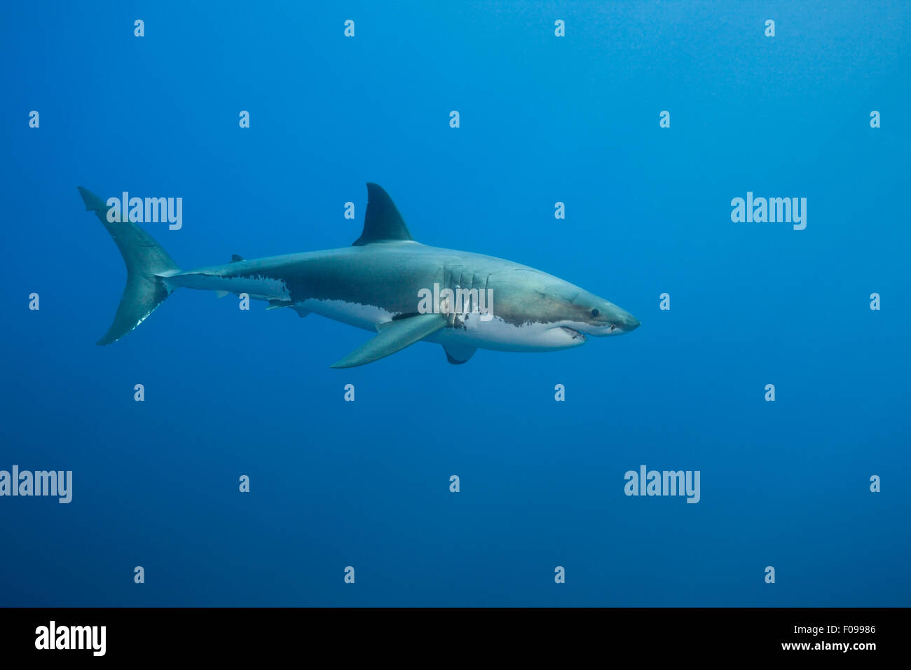 Great White Shark Side View Outline