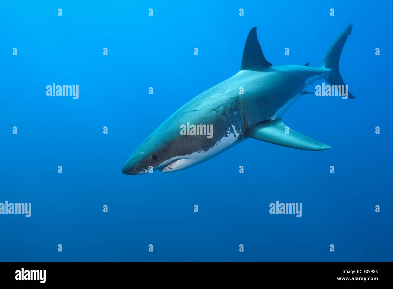 Great White Shark, Carcharodon carcharias, South Africa Stock Photo - Alamy
