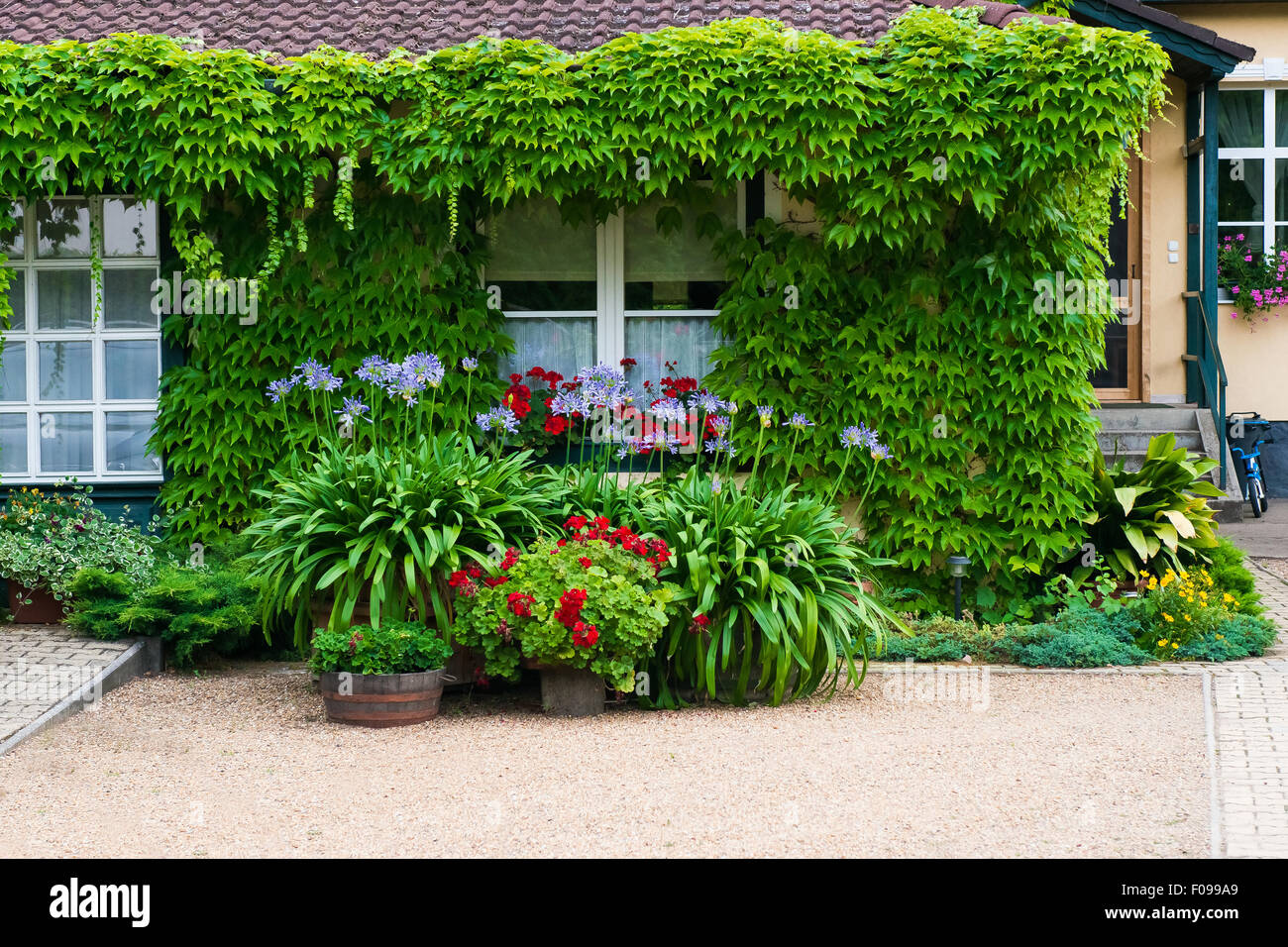 house overgrown with creepers. beautiful garden Stock Photo - Alamy