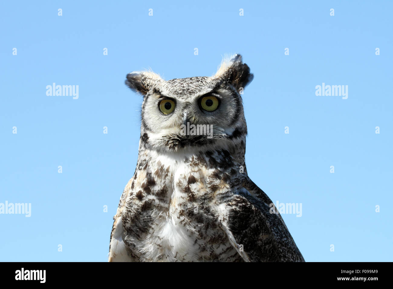 Great Horned Owl (Bubo virginianus Stock Photo - Alamy
