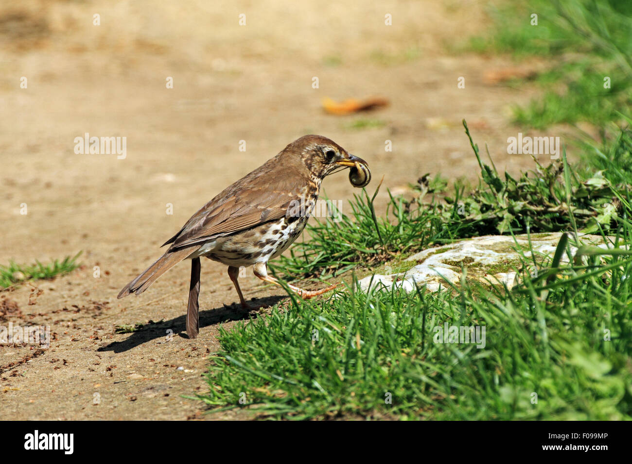 Anvil bird hi-res stock photography and images - Alamy