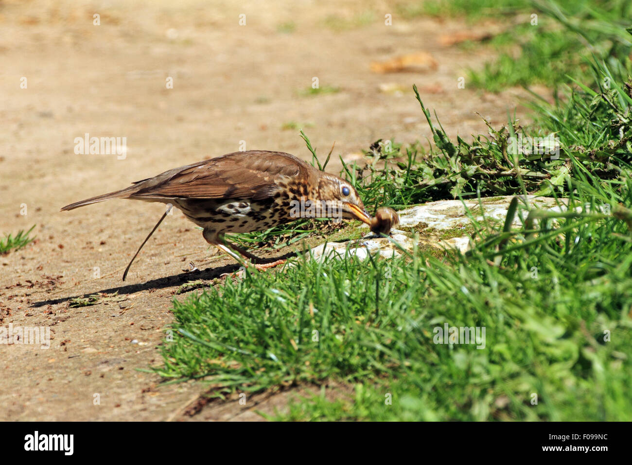 Anvil bird hi-res stock photography and images - Alamy