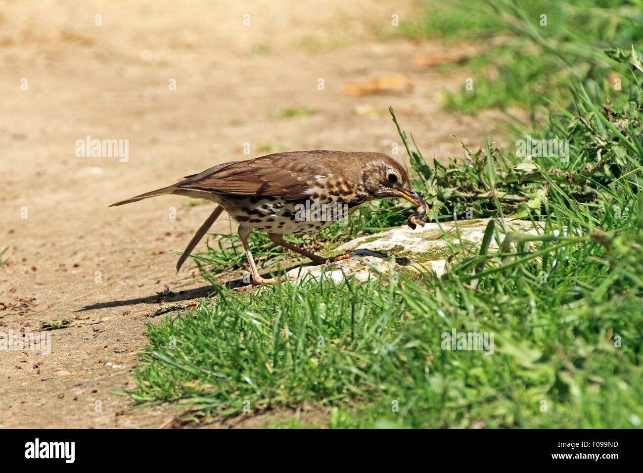 Anvil bird hi-res stock photography and images - Alamy