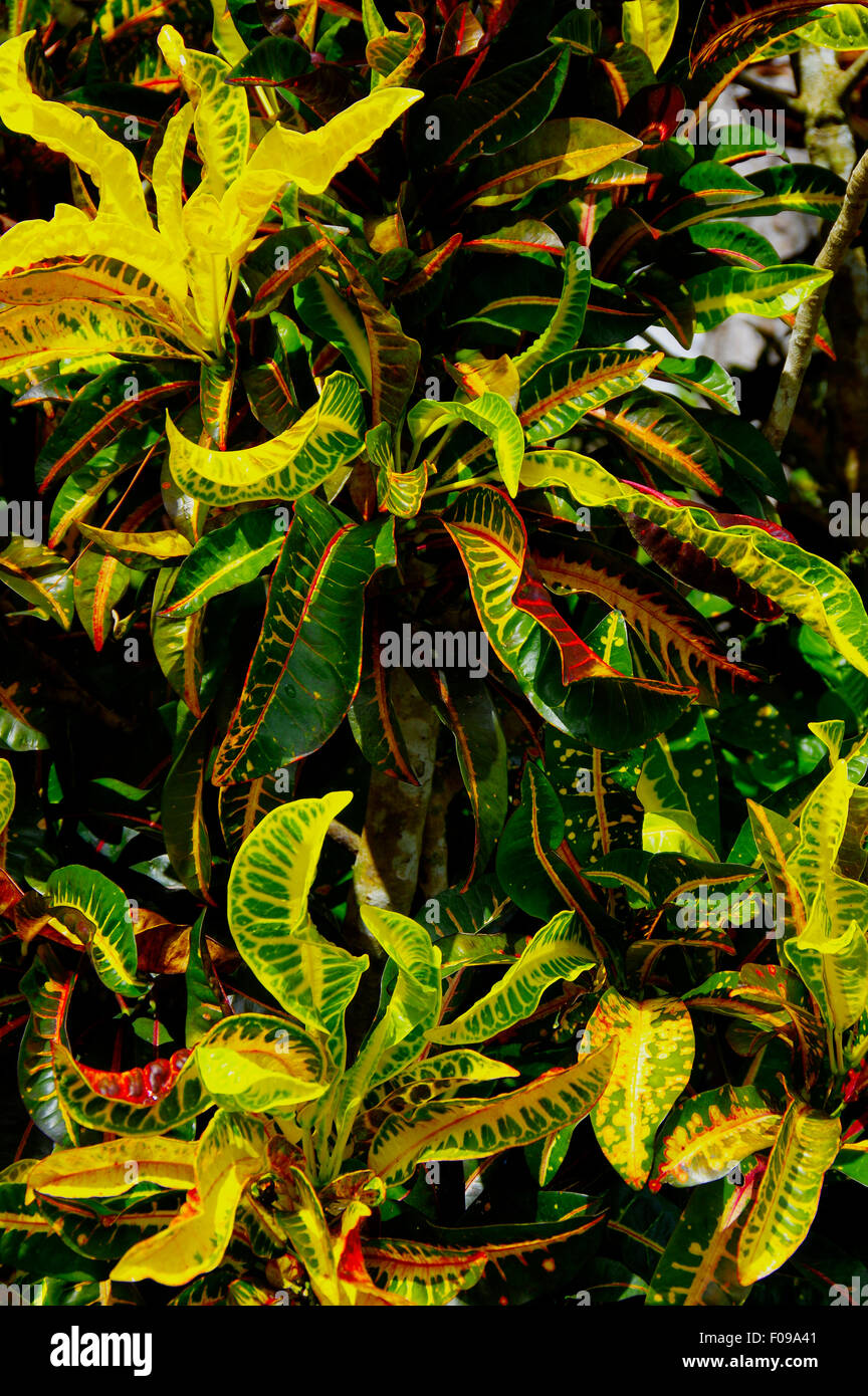 Crotons hi-res stock photography and images - Alamy