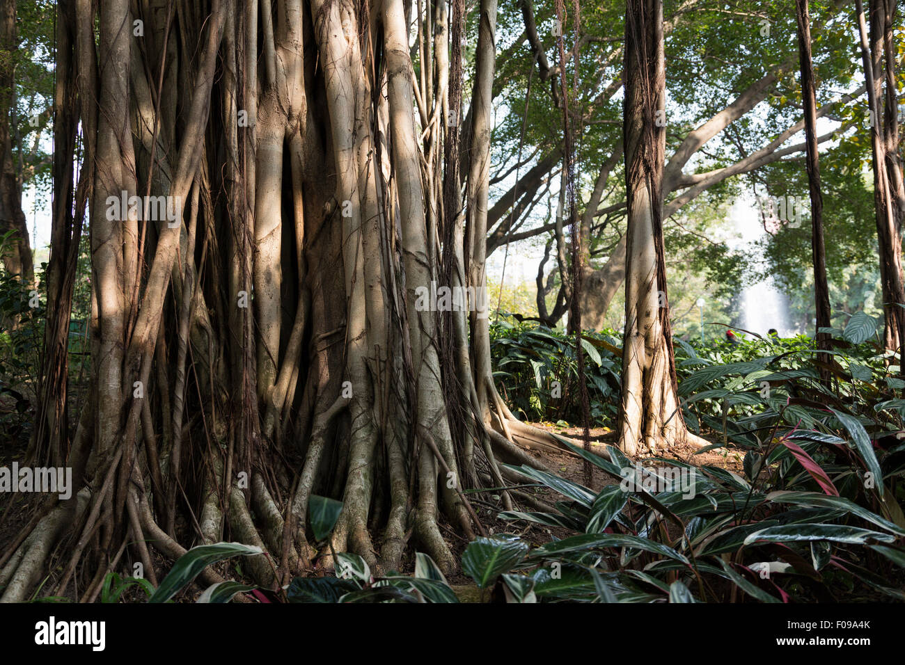 Banyan tree hong kong hi-res stock photography and images - Alamy