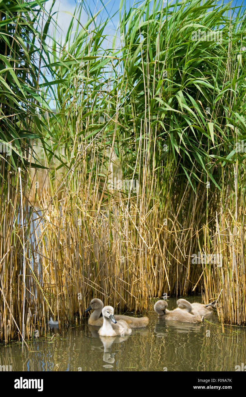 Vertical close up of baby mute swans hiding behind reeds Stock Photo ...