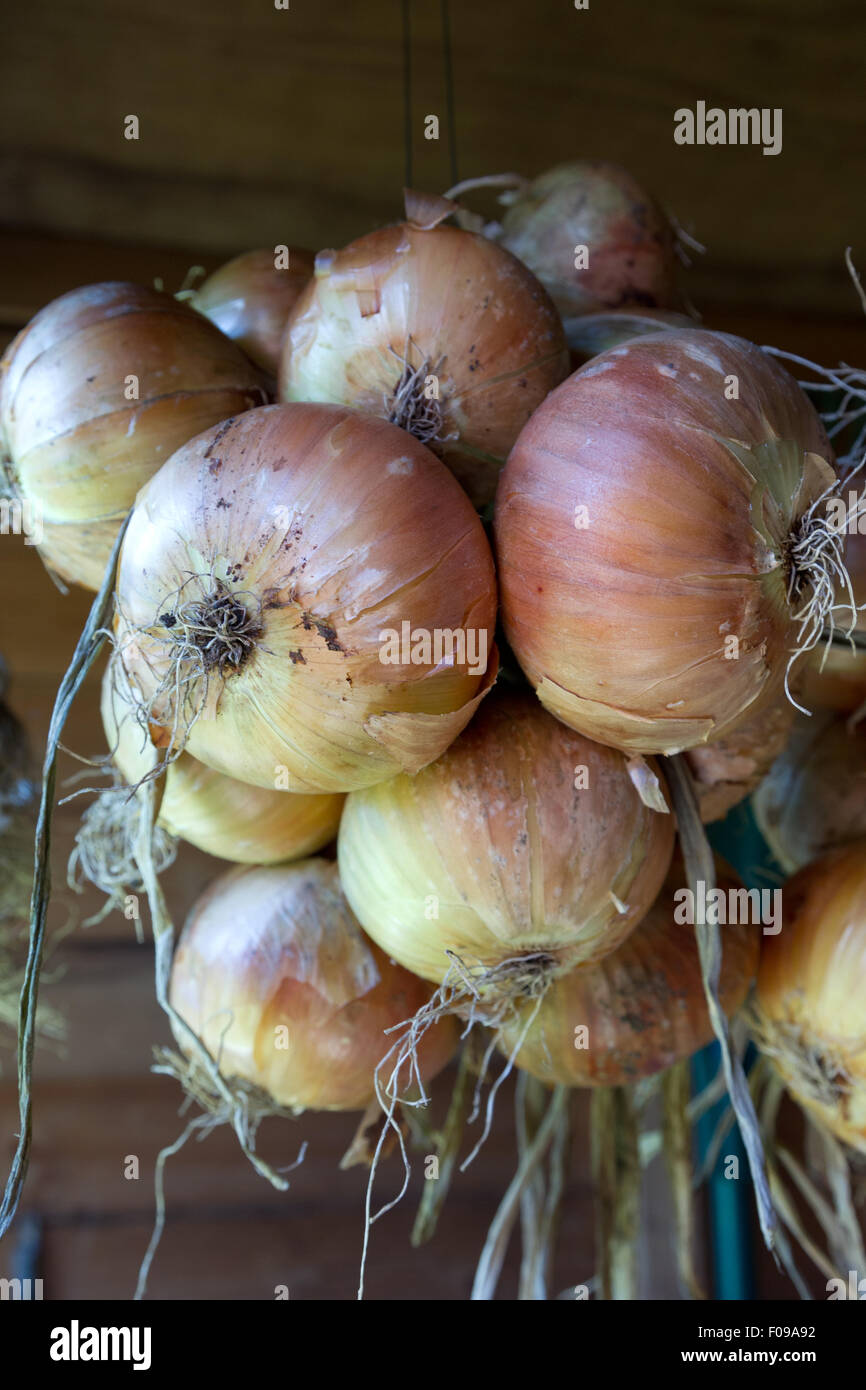 Hanging vegetable storage hi-res stock photography and images - Alamy